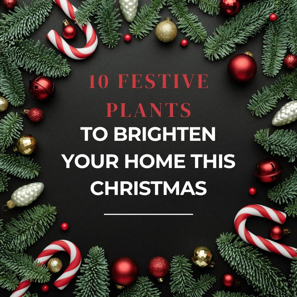 10 Festive Plants to Brighten Your Home This Christmas