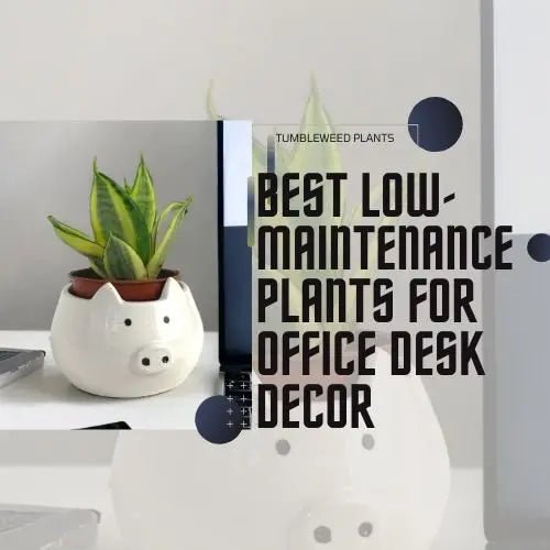 Best Low-Maintenance Plants for Office Desk Decor