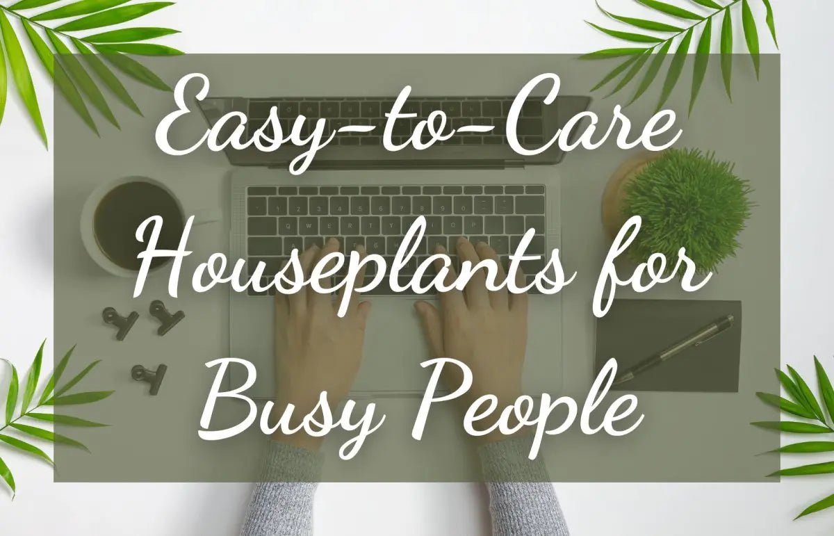 Easy-to-Care Houseplants for Busy People - Tumbleweed Plants