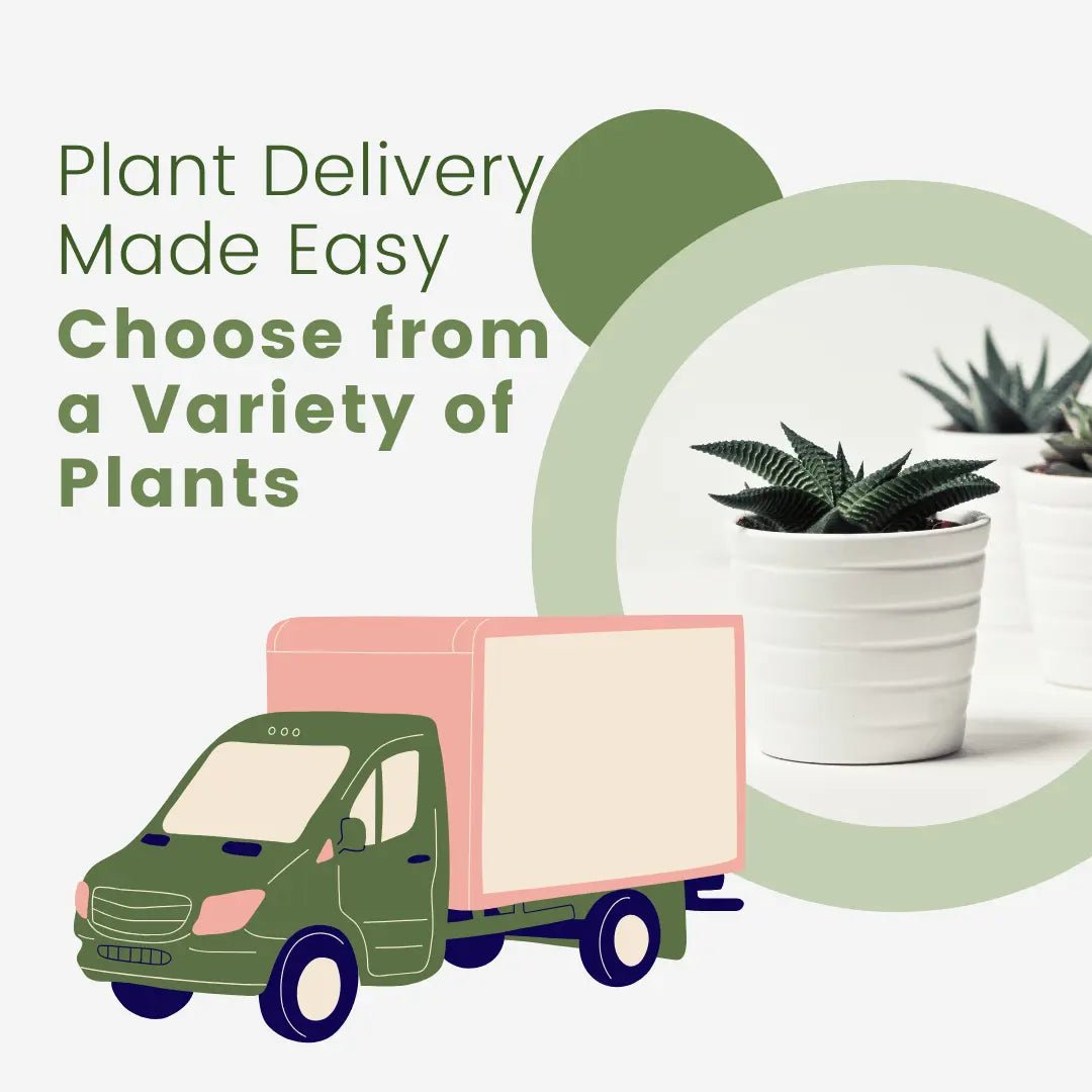 Plant Delivery Made Easy: Choose from a Variety of Plants