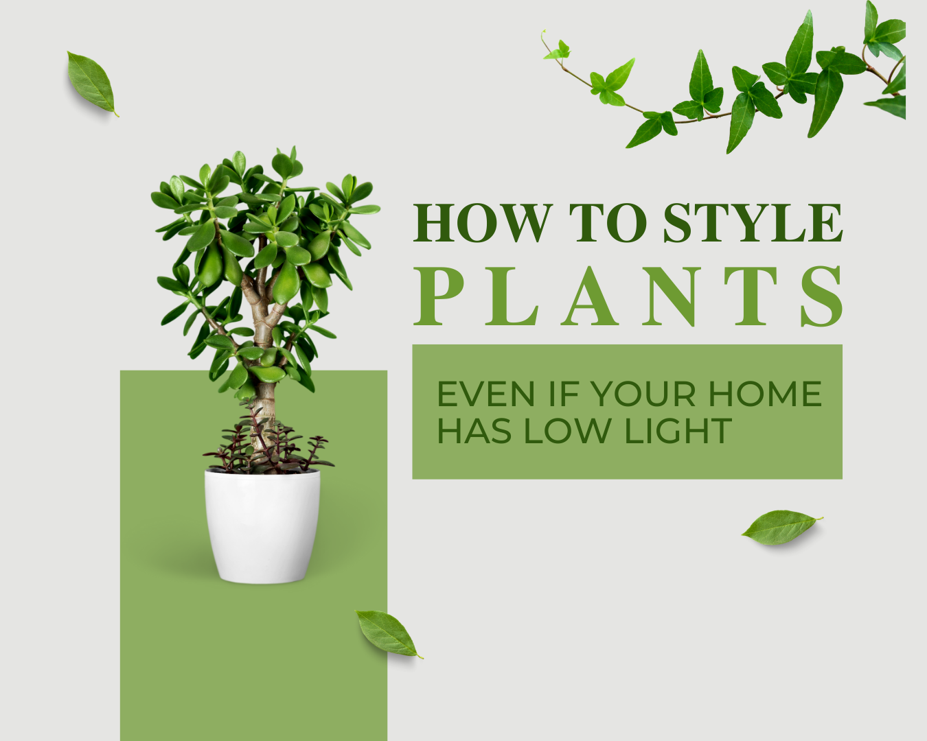 How to Style Plants Even If Your Home Has Low Light