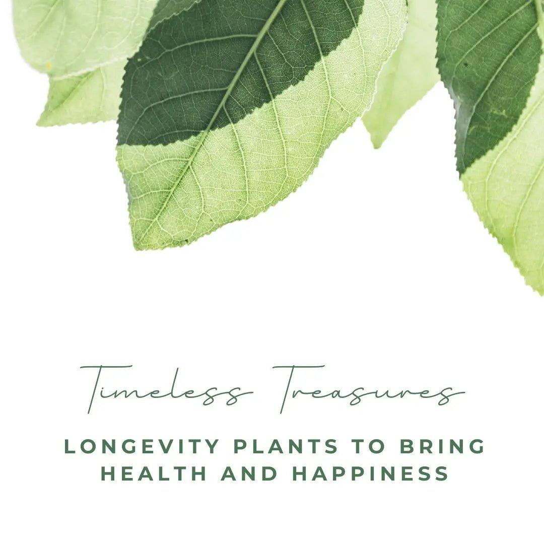 Timeless Treasures: Longevity Plants to Bring Health and Happiness