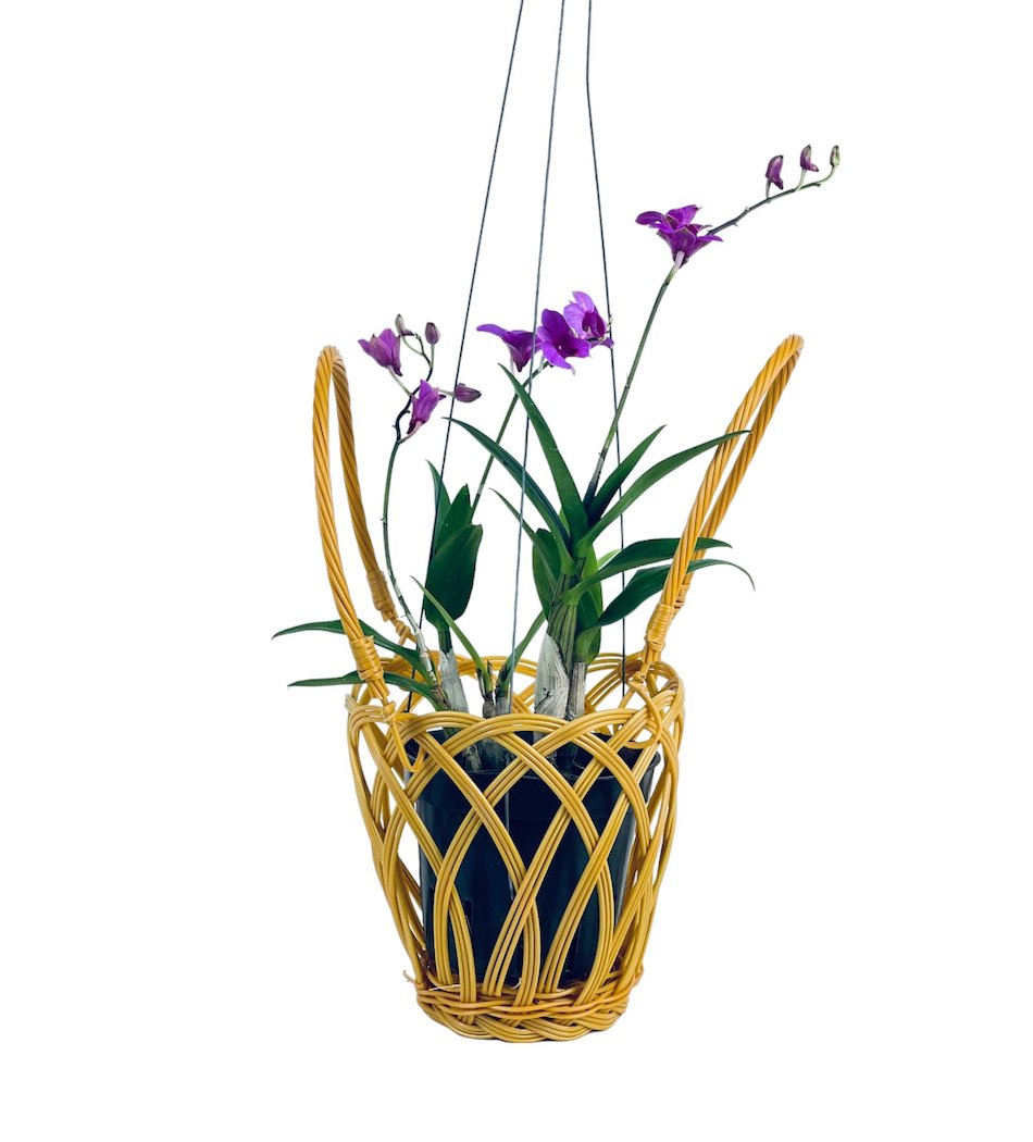 Epidendrum Orchid Plant - Ground-Friendly Bloom | Tumbleweed Plants