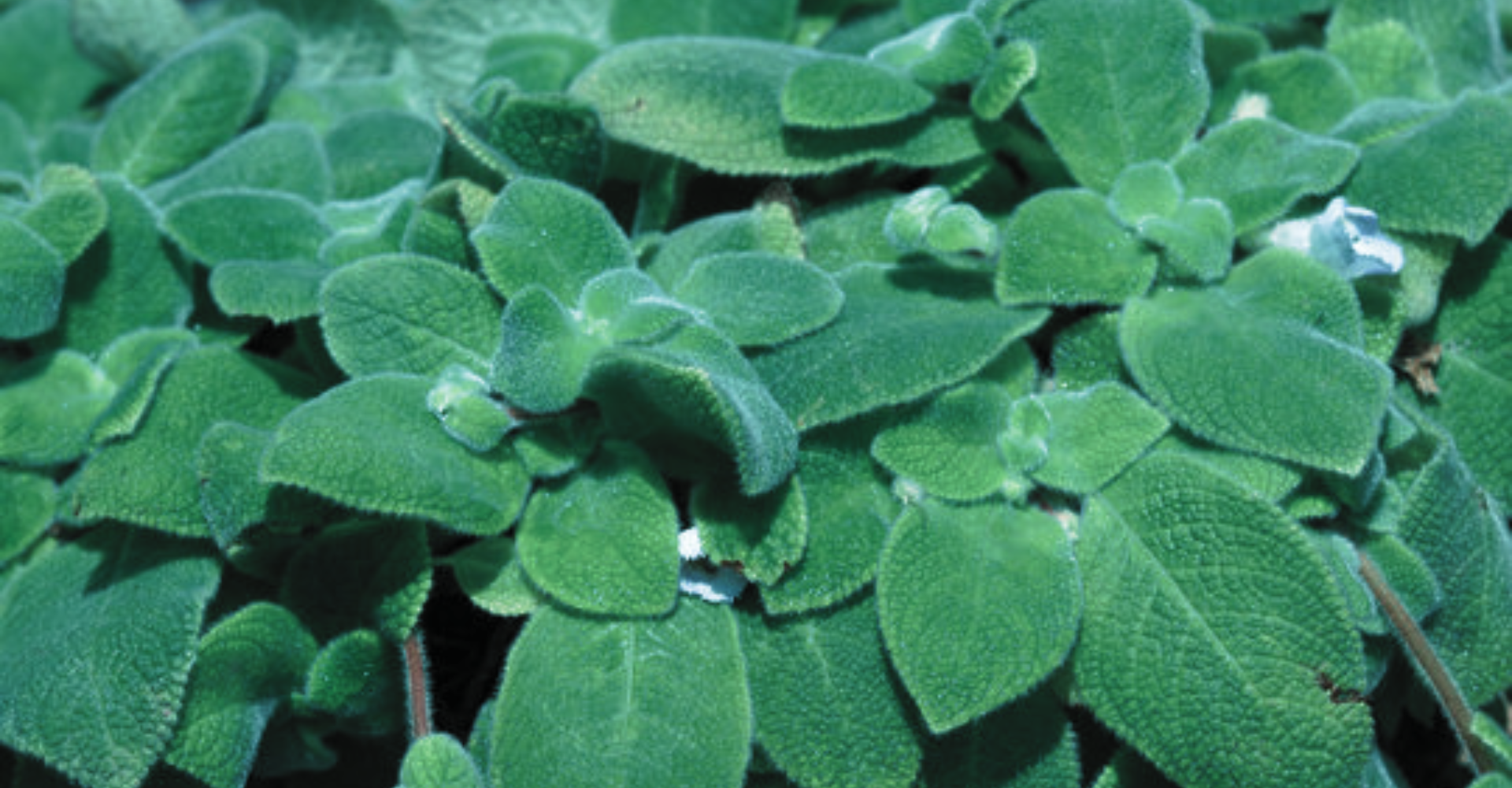 Gesneriaceae Care Guide – Tumbleweed Plants