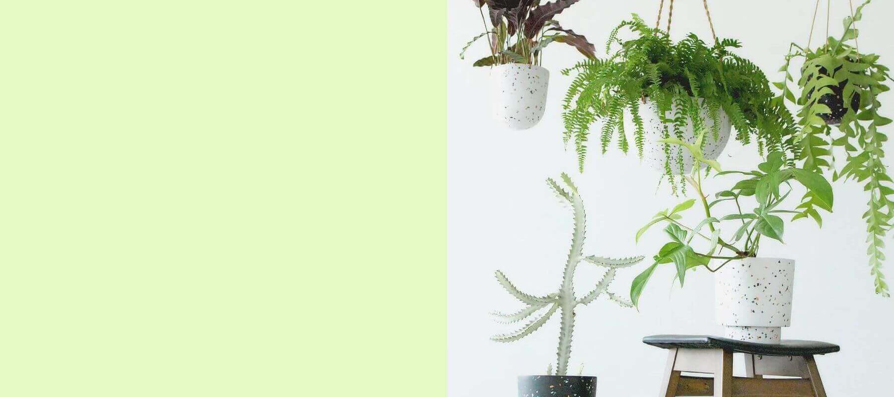 Chinese New Year Gifts - Tumbleweed Plants