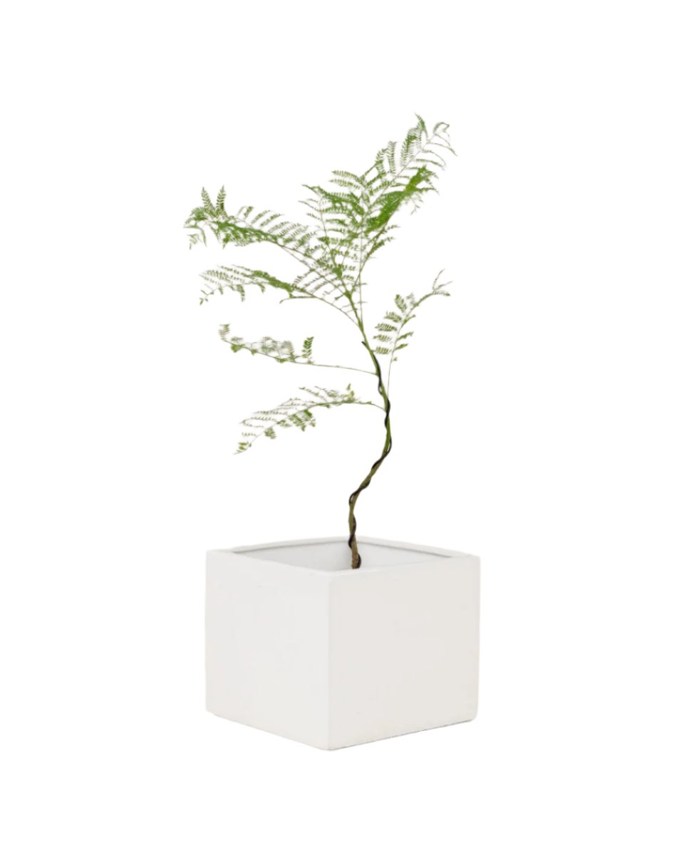 Jacaranda Mimosifolia (Japan) - Tumbleweed Plants