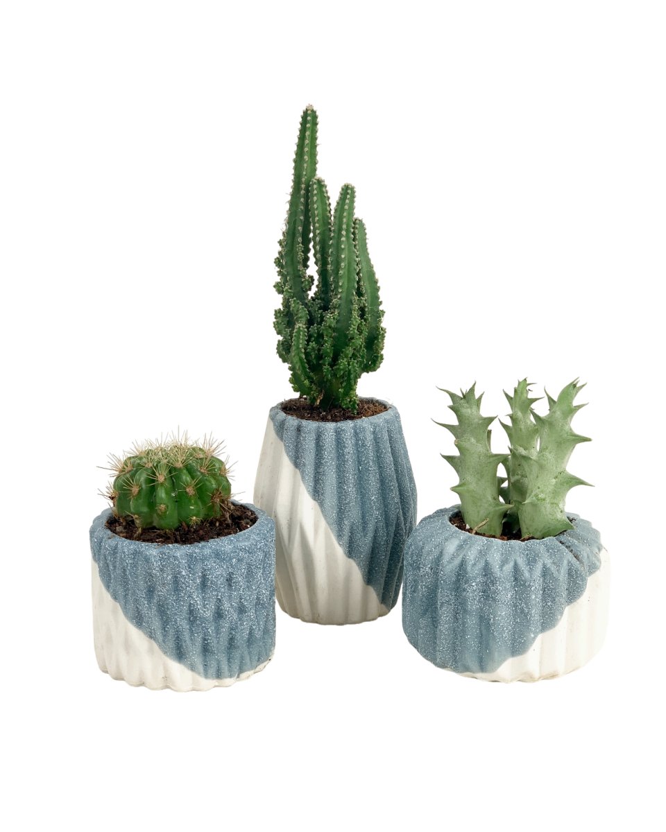 Mini Assorted Succulents (Set of 3) - Buy Plant Bundle Online ...
