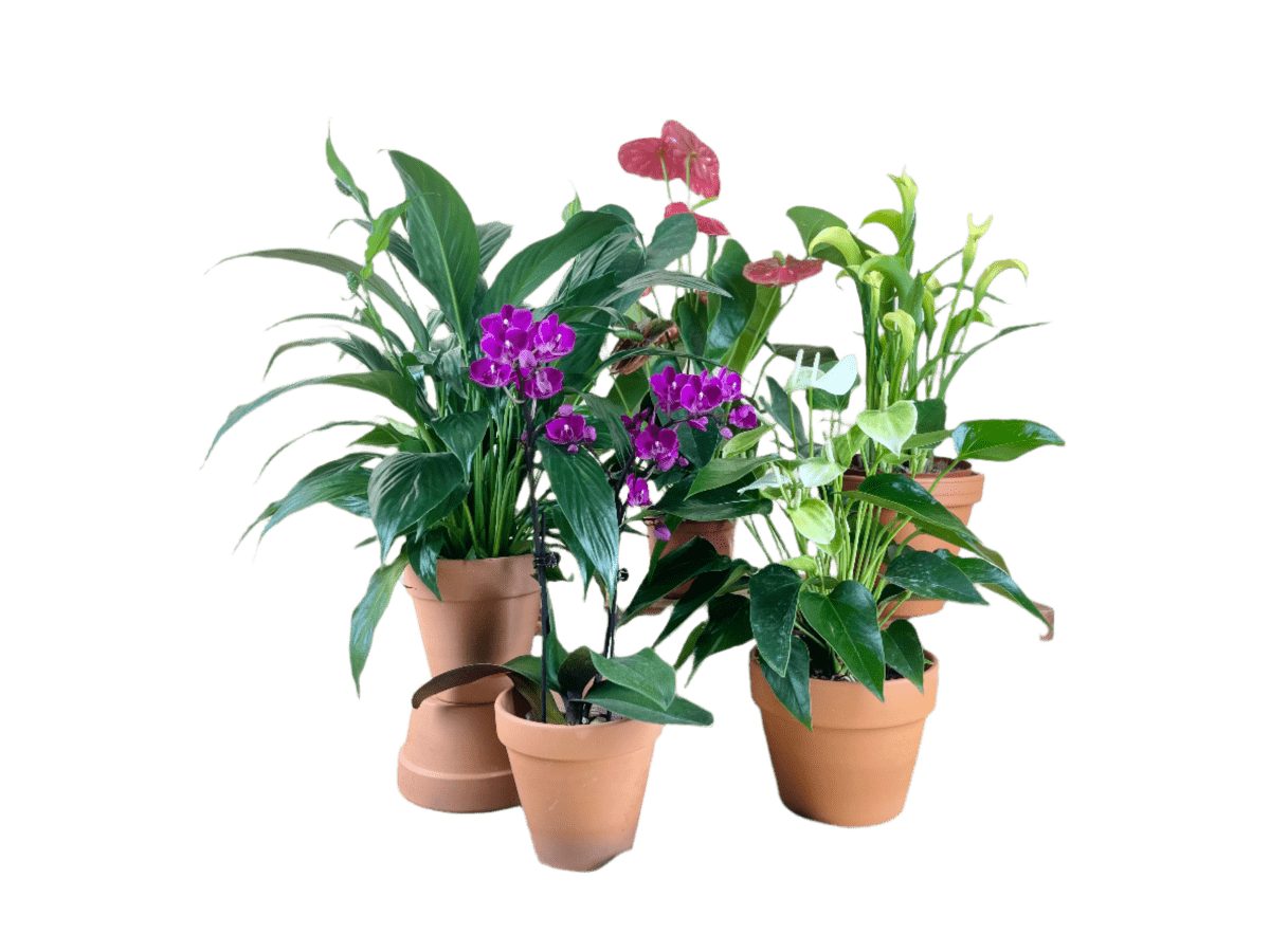 Order Set of 3 Flowering Pots SG | Tumbleweed Plants