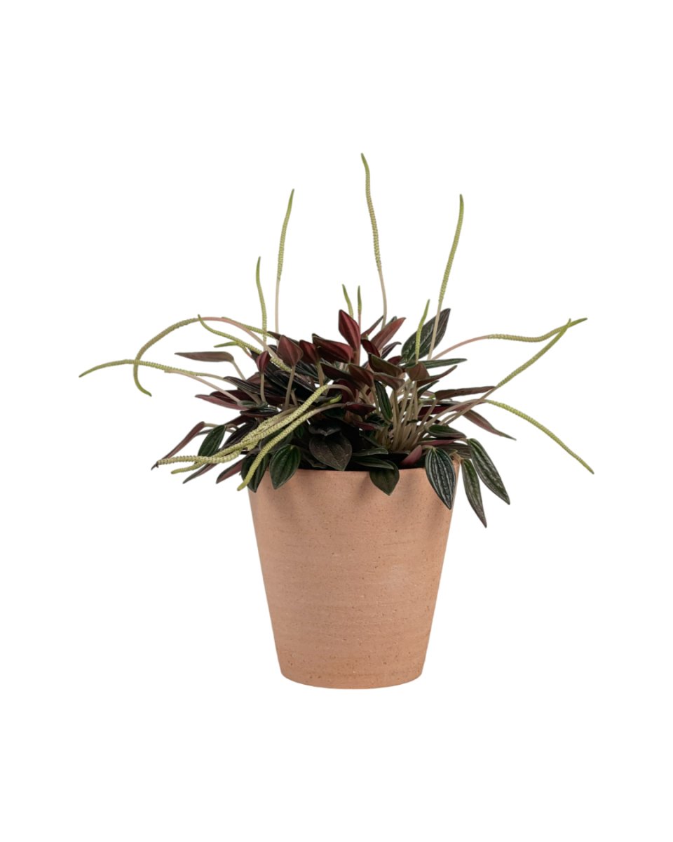 Peperomia Radiator Plant - Tumbleweed Plants
