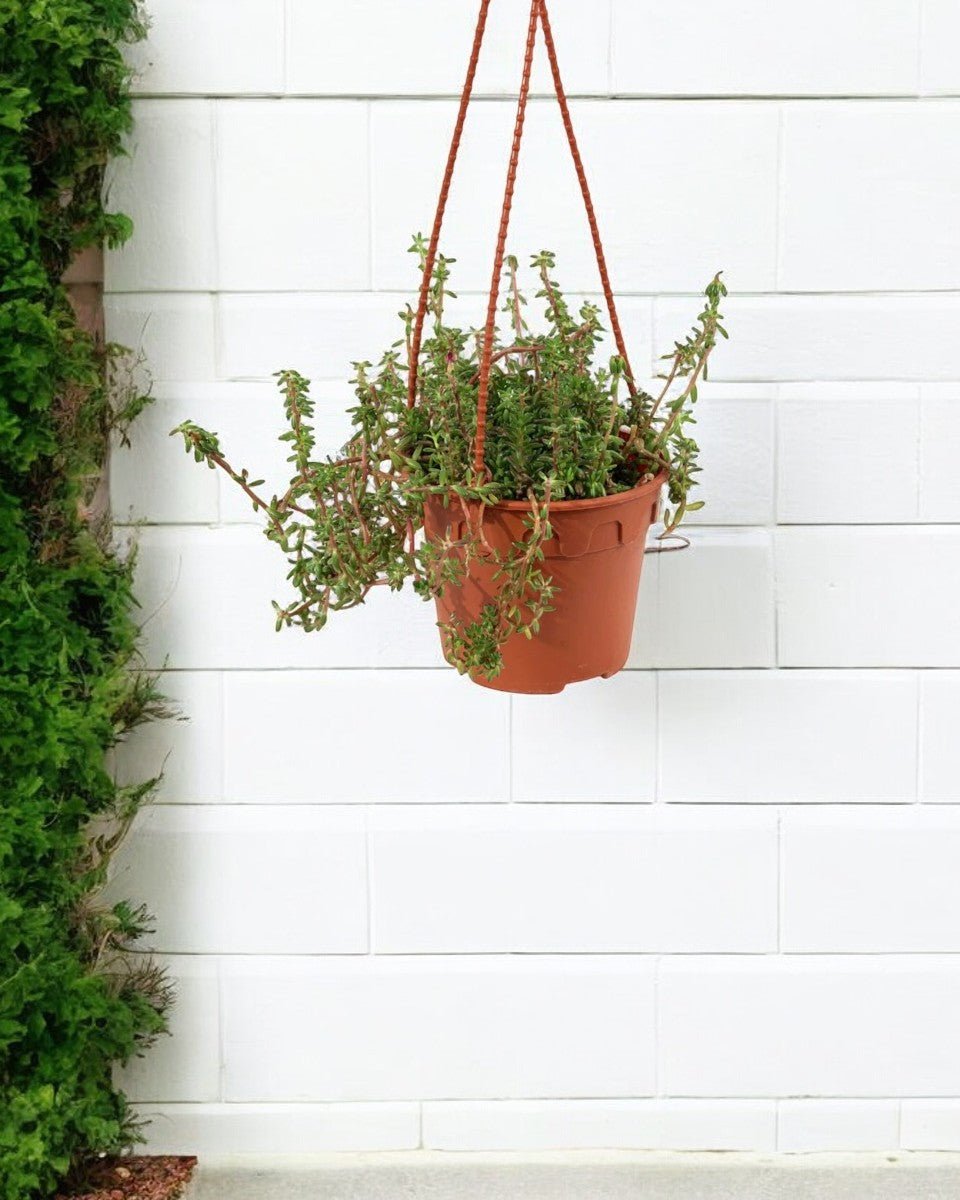 Purple Rice 'Portulaca Gilliesii' - Tumbleweed Plants