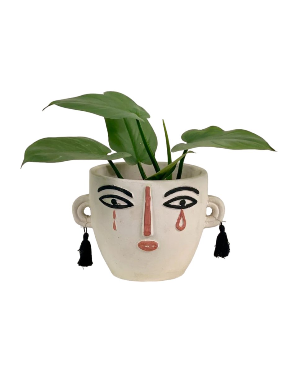 Silver Sword Plant (0.2m) - Buy Potted plant Online - Singapore ...
