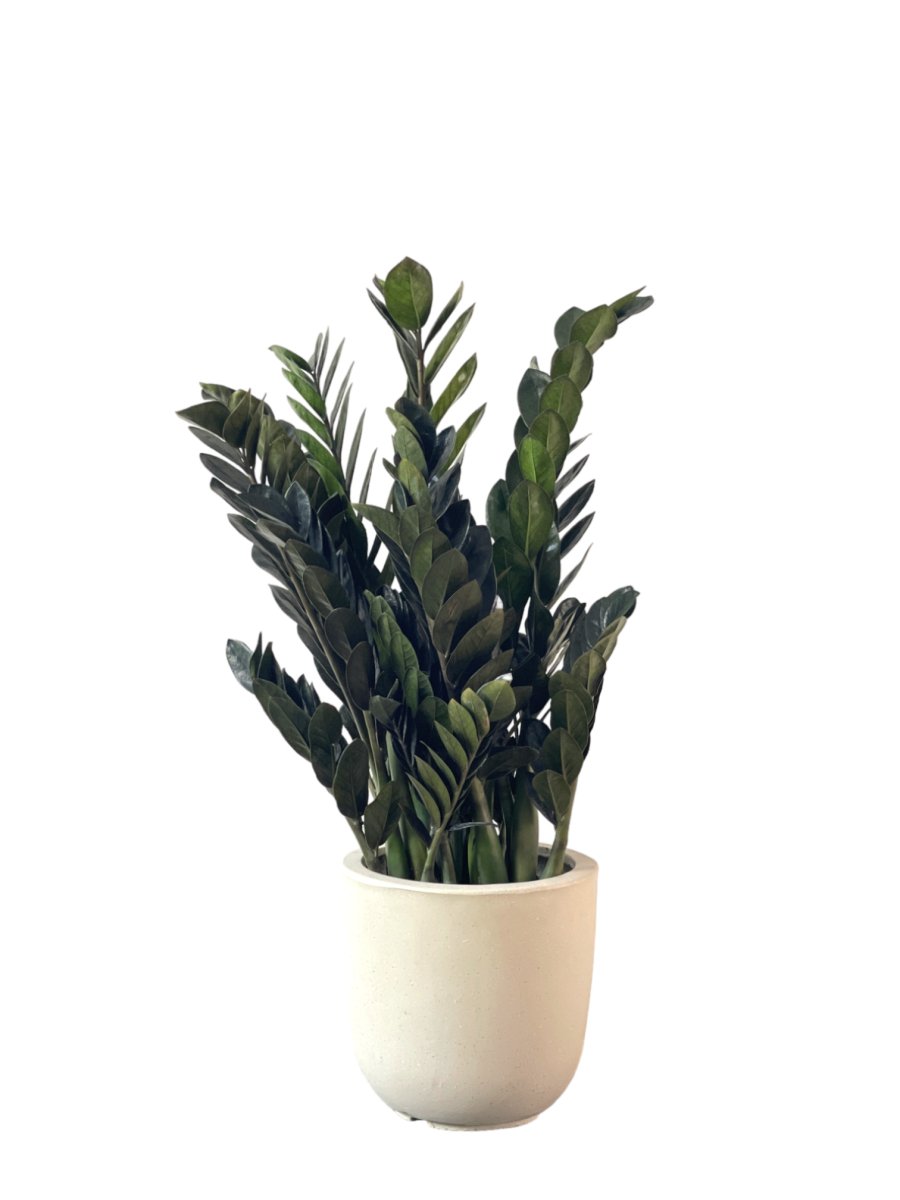 ZZ Supernova - Best Price Singapore ZZ Plant | Tumbleweed Plants