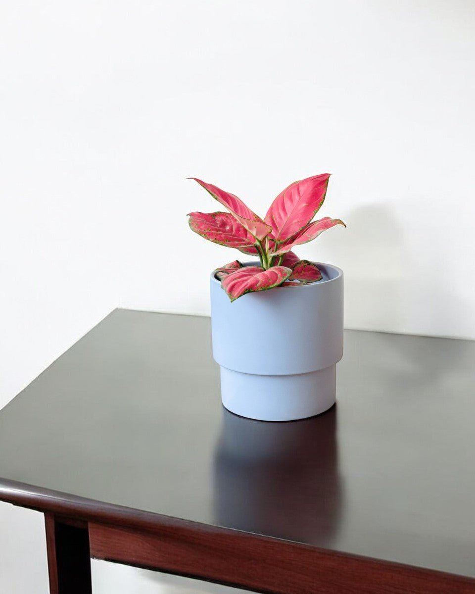 Aglaonema Red - Buy Potted plant Online | Tumbleweed Plants