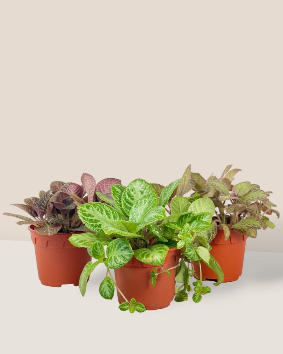 Assorted Episcia Plant - Buy Potted plant Online | Tumbleweed Plants
