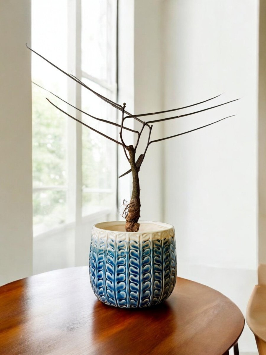 Bottle Tree Junior - Brachychiton Rupestris (Japan) - Buy Potted ...
