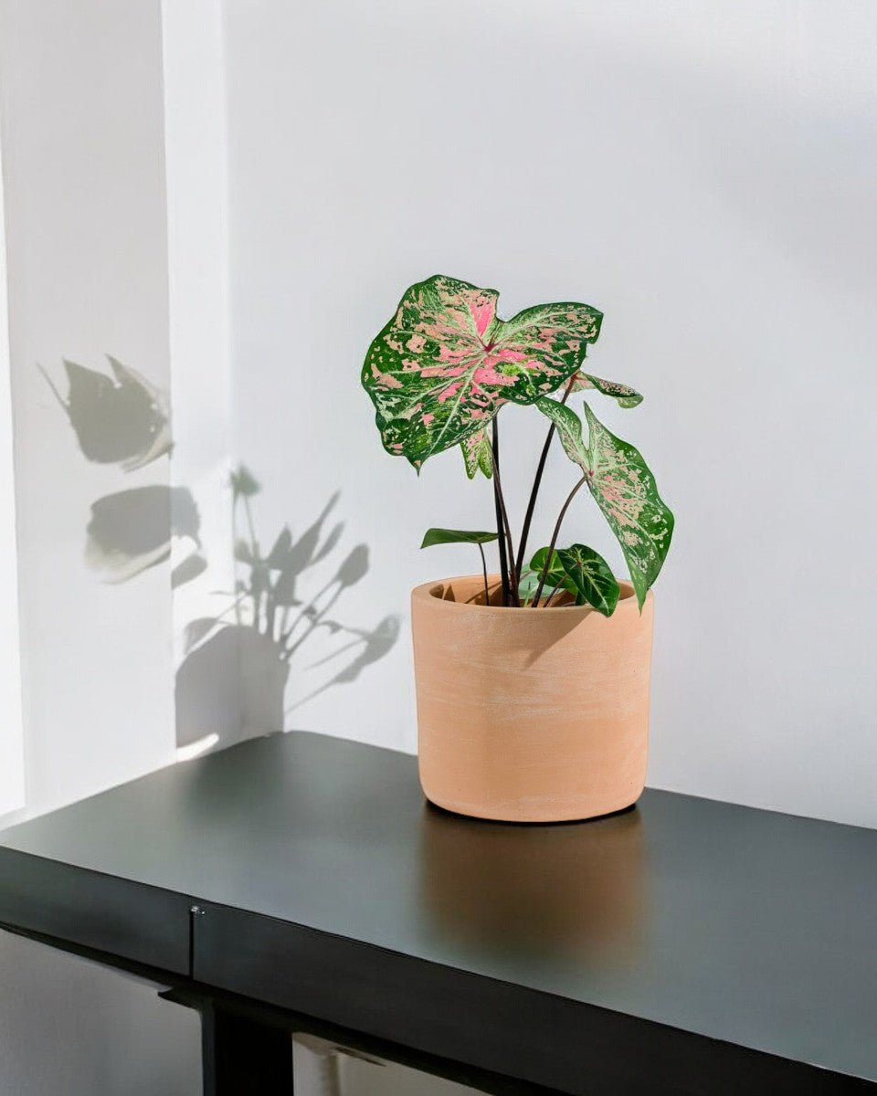 Caladium Pink Cloud - Buy Potted plant Online - Singapore – Tumbleweed ...