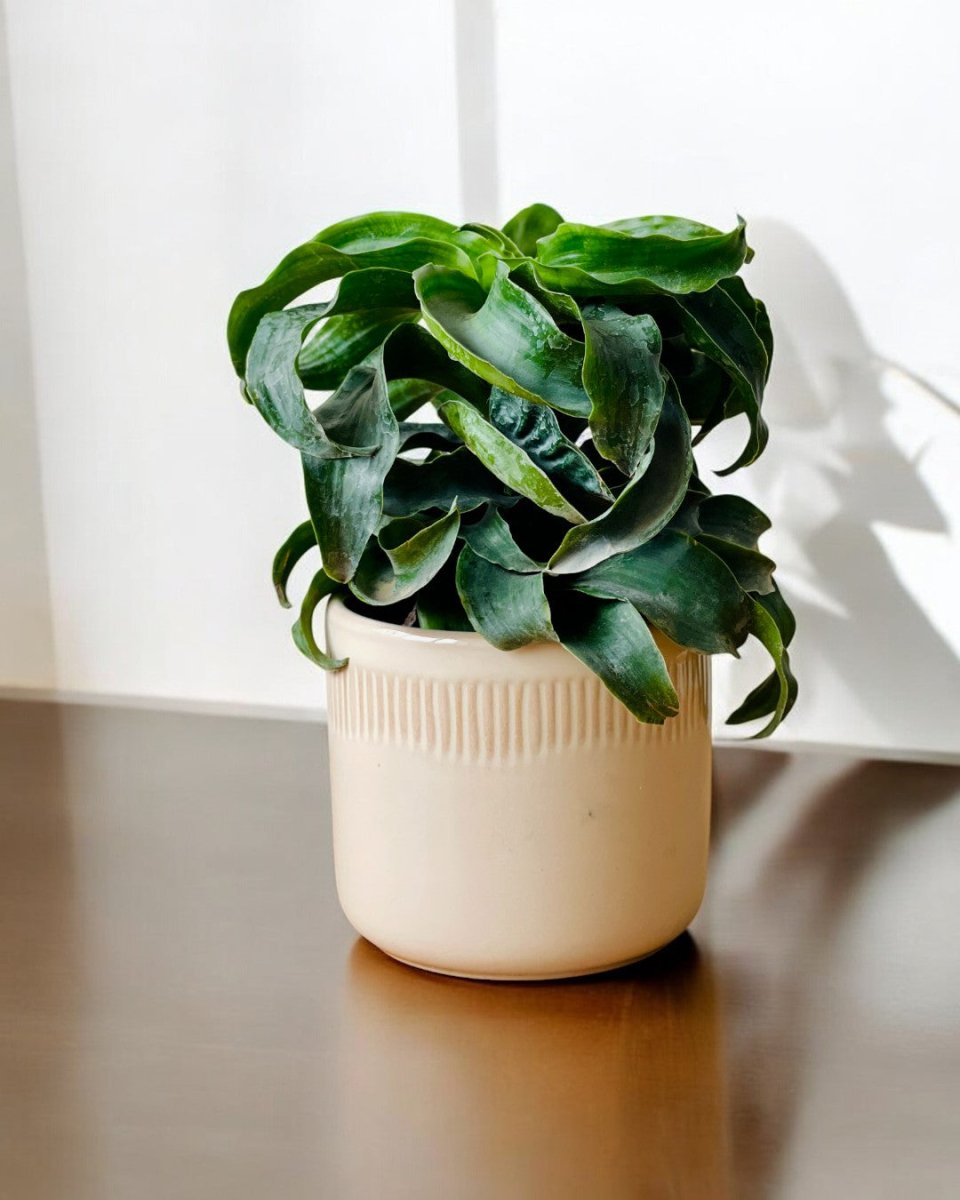 Cath Ceramic Pot - Tumbleweed Plants