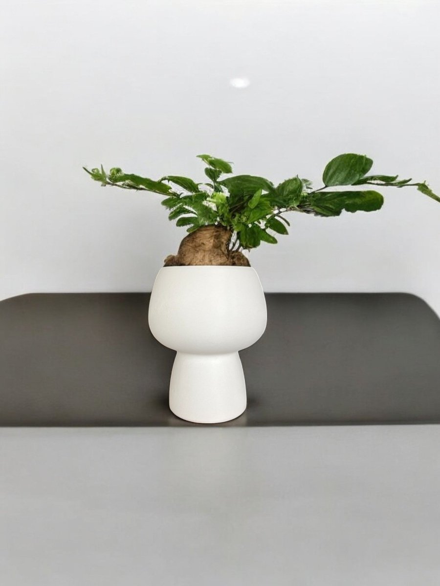 Ceramic White Sand Pot - Buy Pots Online - Singapore – Tumbleweed Plants