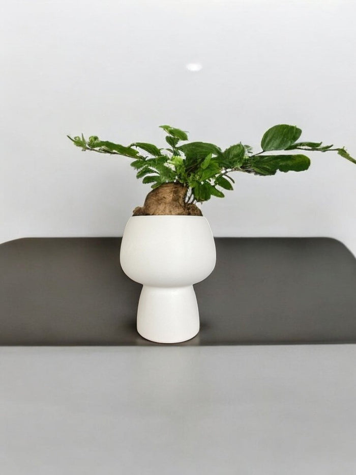 Ceramic White Sand Pot - Buy Pots Online - Singapore – Tumbleweed Plants