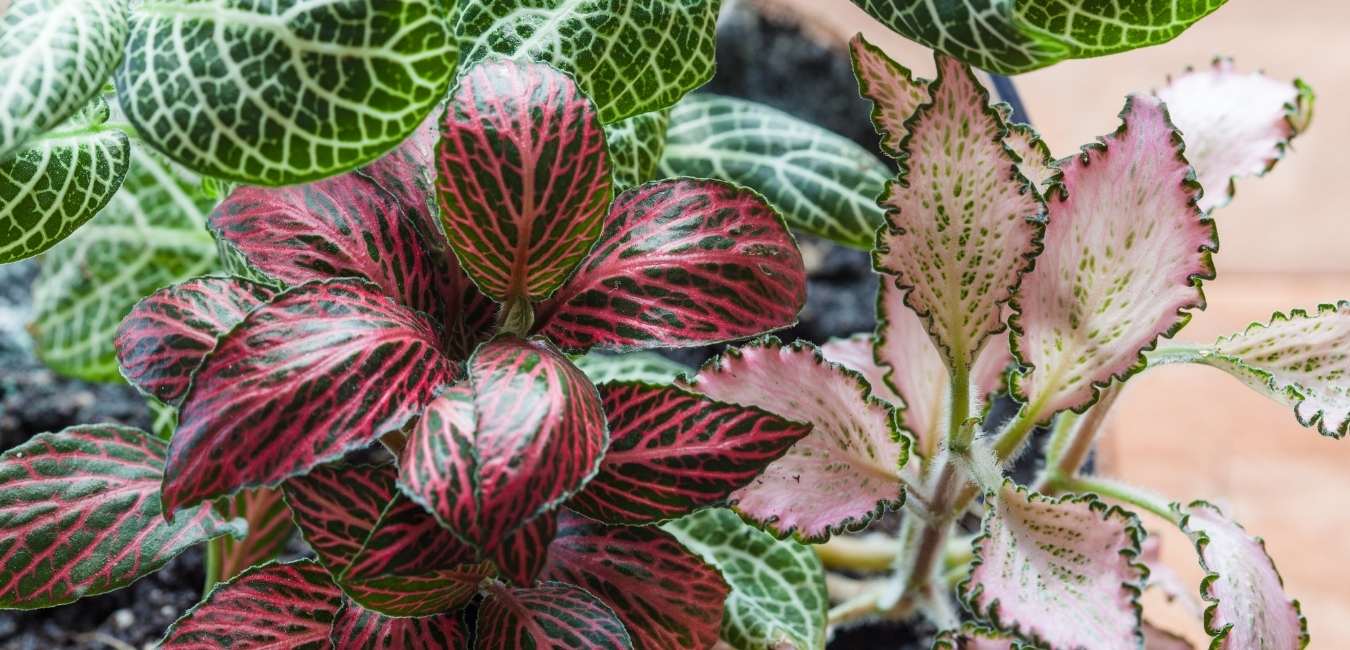 Fittonia Plant Care Guide - Tumbleweed Plants