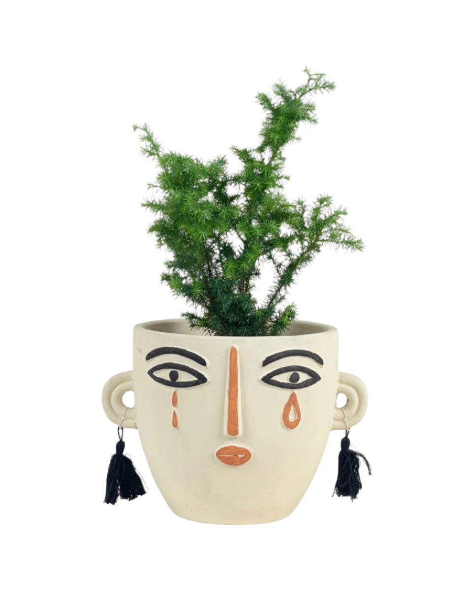 Formosan Juniper - Tumbleweed Plants