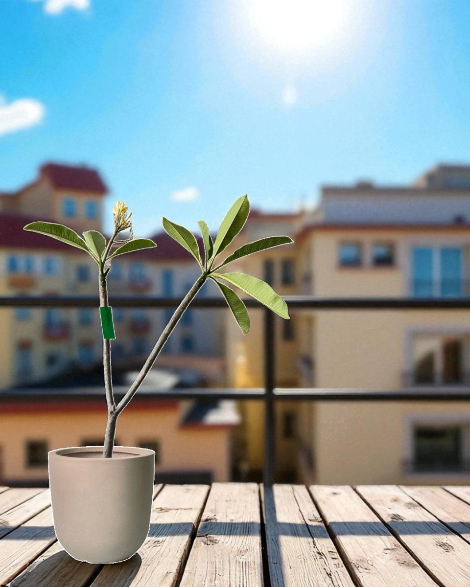 Frangipani - Buy Potted plant Online | Tumbleweed Plants