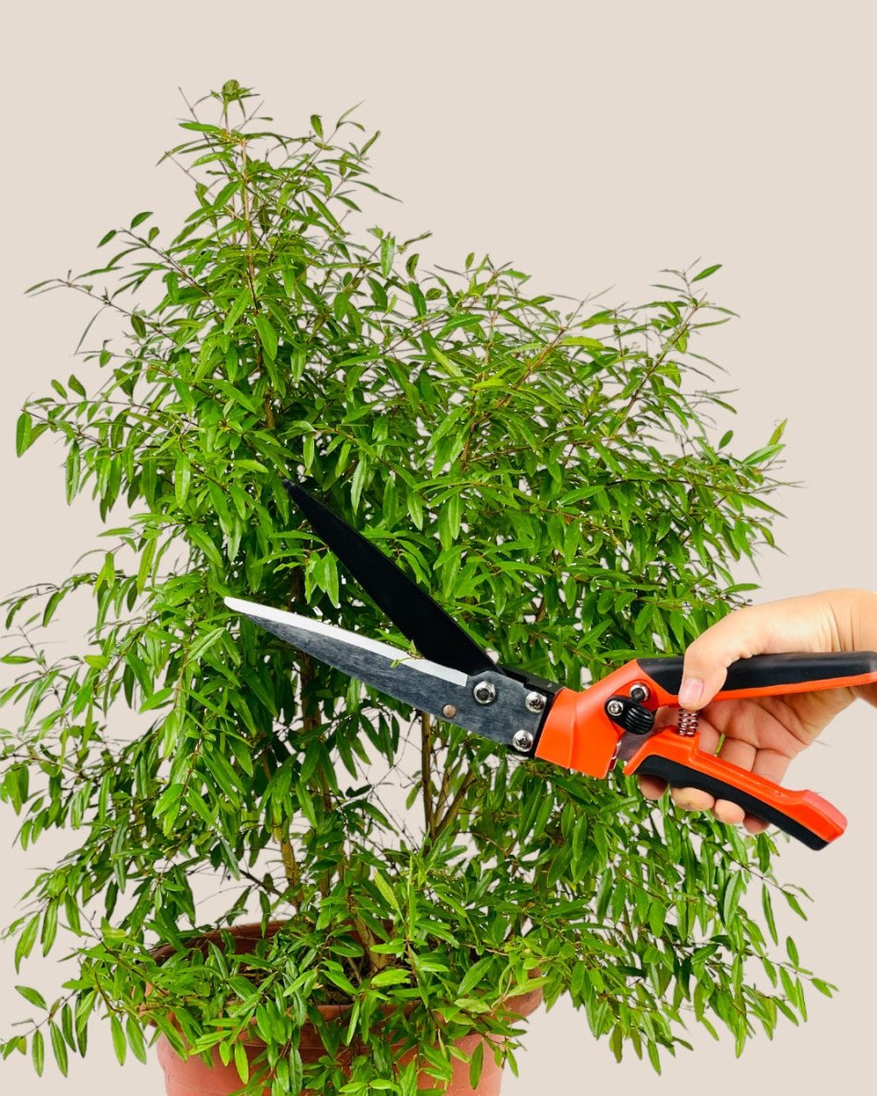 Garden Shear - Tumbleweed Plants