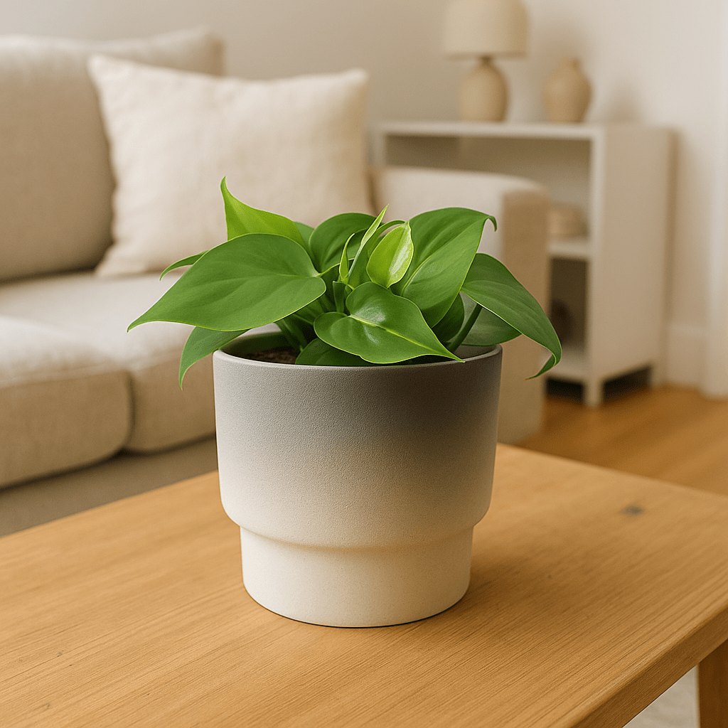 Haze Ceramic Pot - Buy Pots Online | Tumbleweed Plants