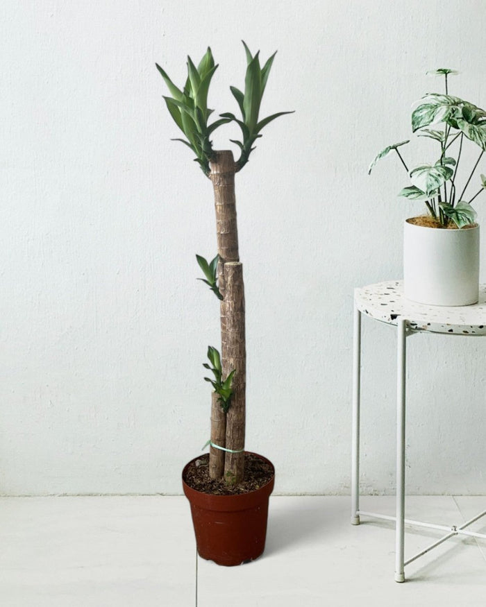 Large Dracaena Fragrans (Iron Tree) - Buy Potted plant Online ...