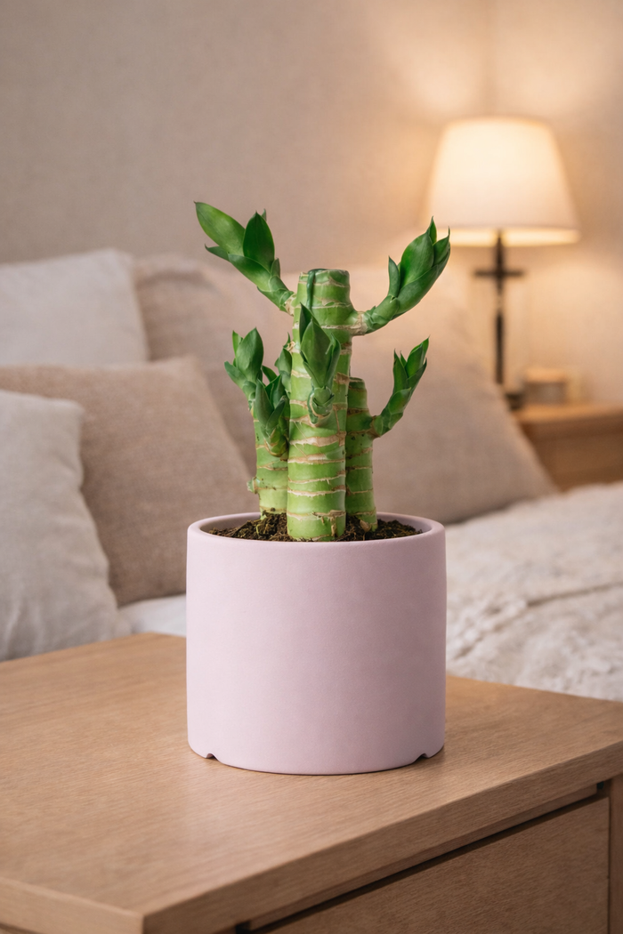 Classic Cylinder Pot - Small - Tumbleweed Plants