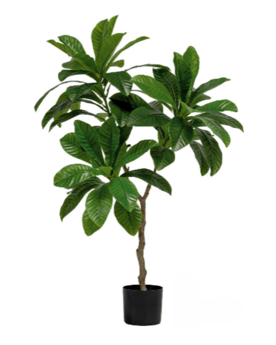 Loquat Tree (Faux) - Buy Online | Tumbleweed Plants