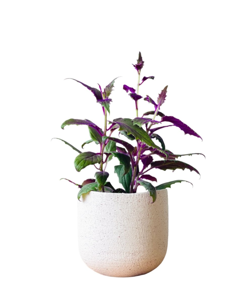 Velvet Plant Medium - Tumbleweed Plants