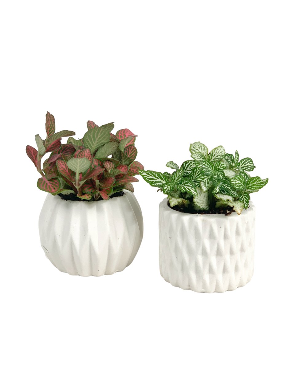 Vibrant Assorted Fittonia Plants - Set of 2 for Indoor Delight ...