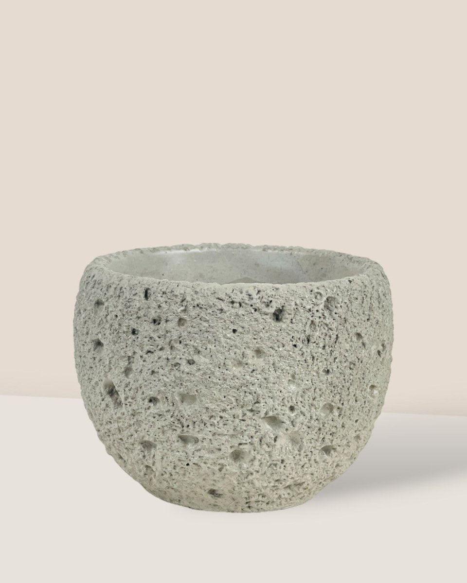 Round Cement Planter - Mini - Buy Pots Online - Singapore – Tumbleweed ...
