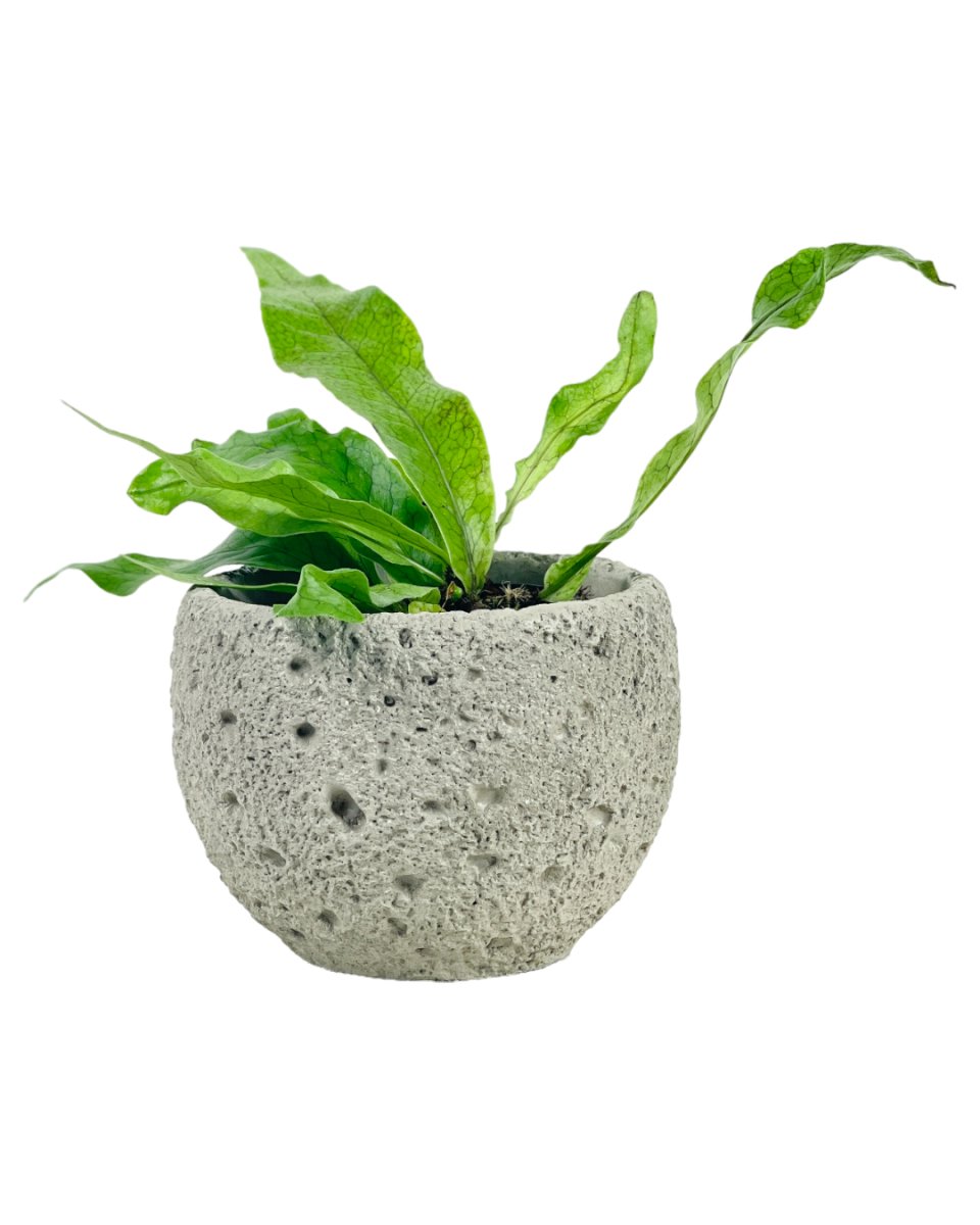 Round Cement Planter - Mini - Tumbleweed Plants