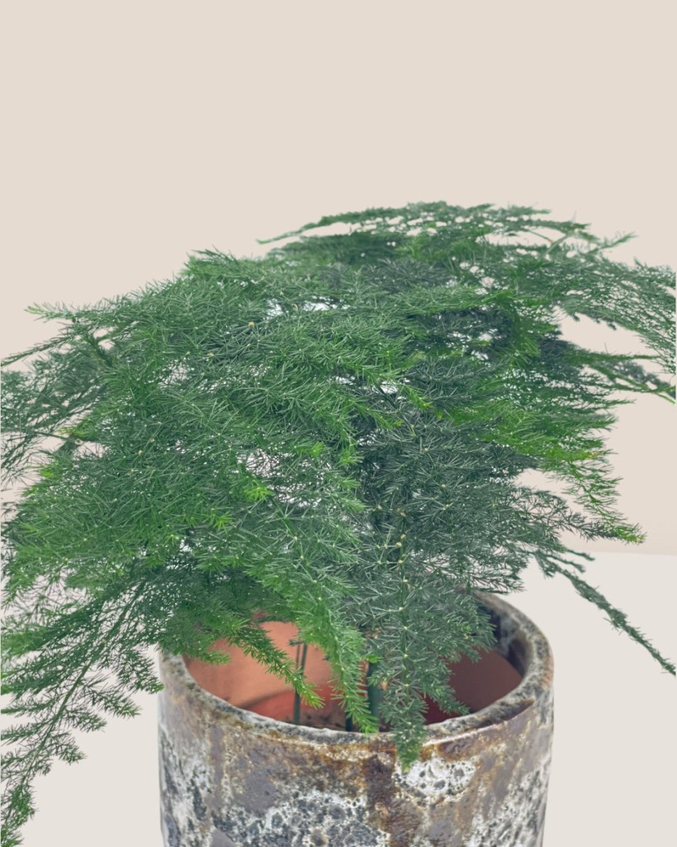 Mini Lace Fern - Buy Potted plant Online | Tumbleweed Plants