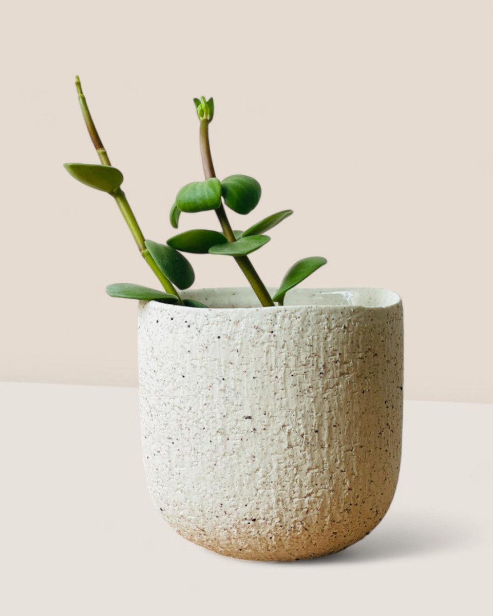 Octavia Planter Mini - Buy Pots Online - Singapore – Tumbleweed Plants