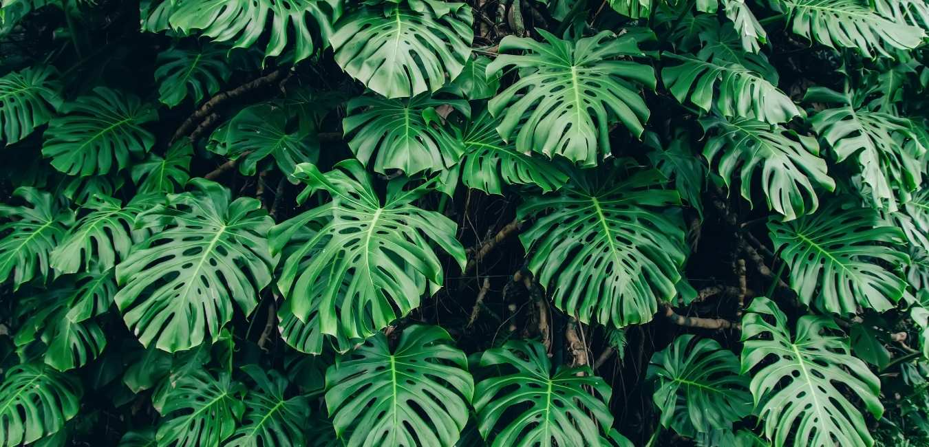 Monstera Plant Care Guide – Tumbleweed Plants