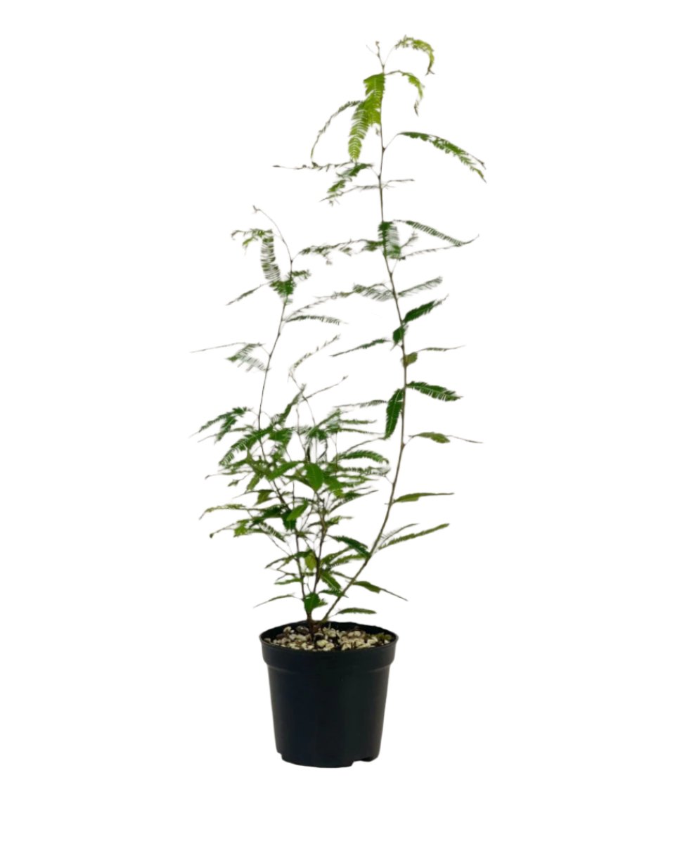 Persian Silk Plant - Tumbleweed Plants