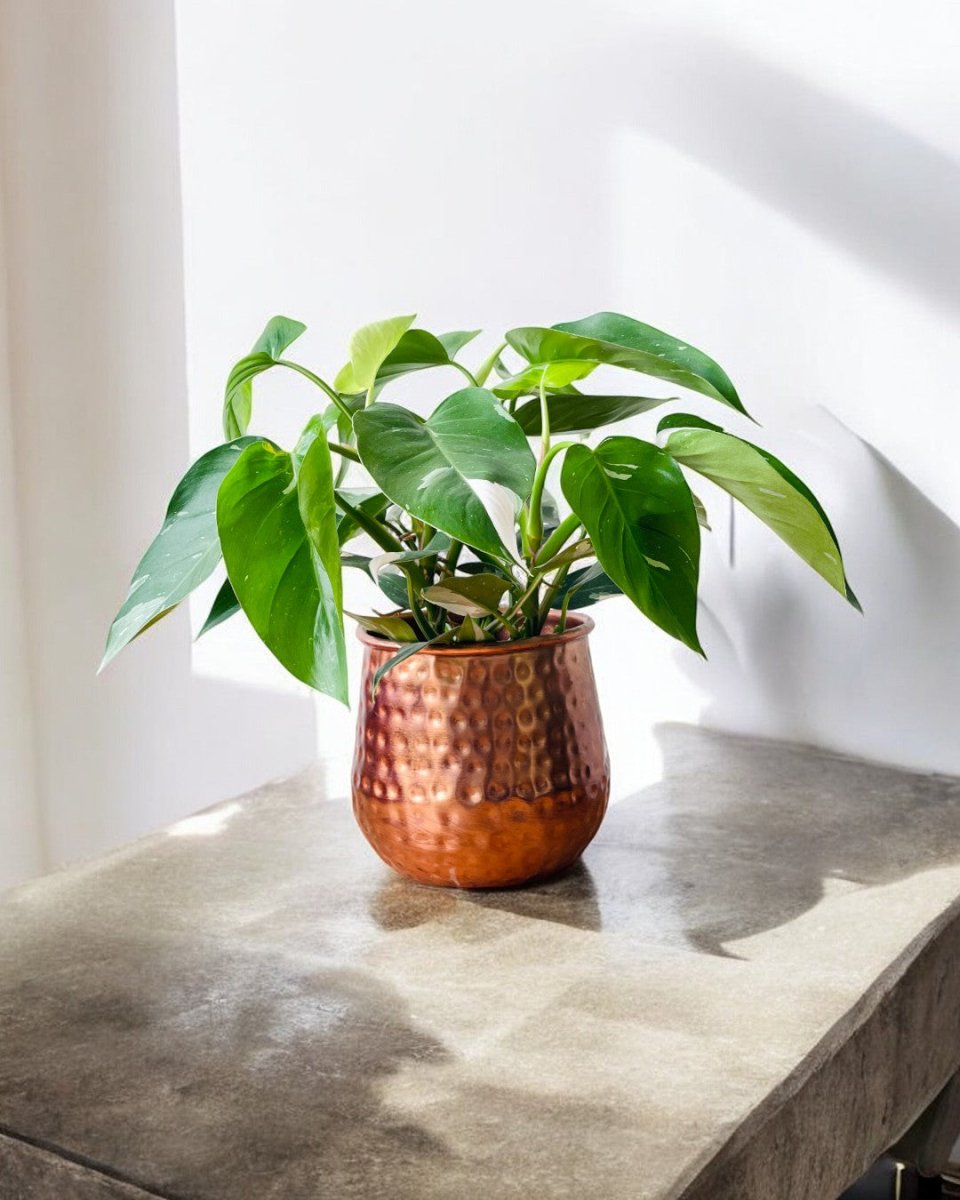 Philodendron White Princess - Buy Potted plant Online - Singapore ...