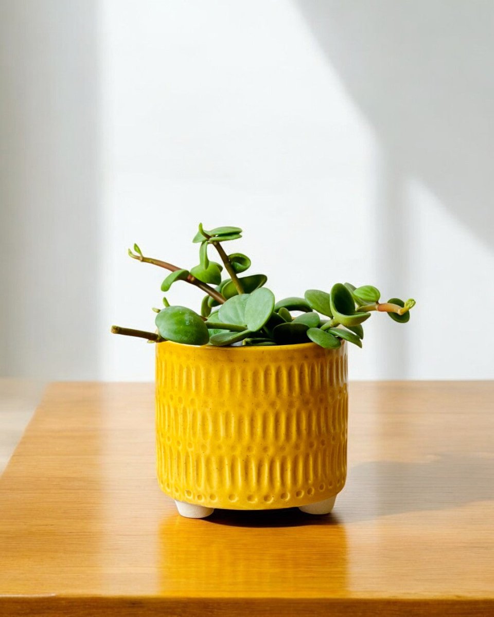 Pocky Planter - Tumbleweed Plants