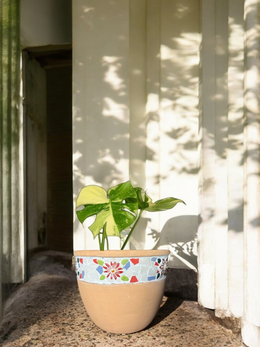 Second Chance: Charming Pot FREE assorted plant - Buy Pots Online ...