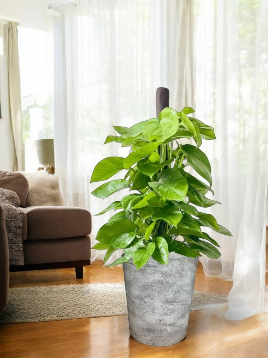 Second Chance: Concrete Mist Pot FREE assorted plant