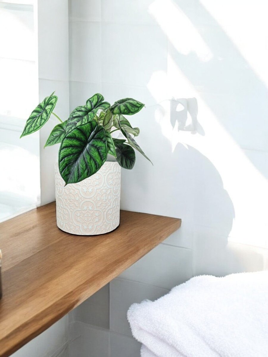 The Art of Gifting Plants: Symbolism, Meaning, and Tips – Tumbleweed Plants
