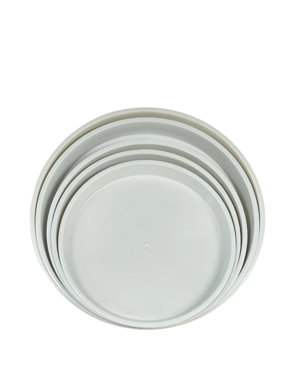 Second Chance: Plastic Tray - Buy Second Chance Online - Singapore – Tumbleweed Plants