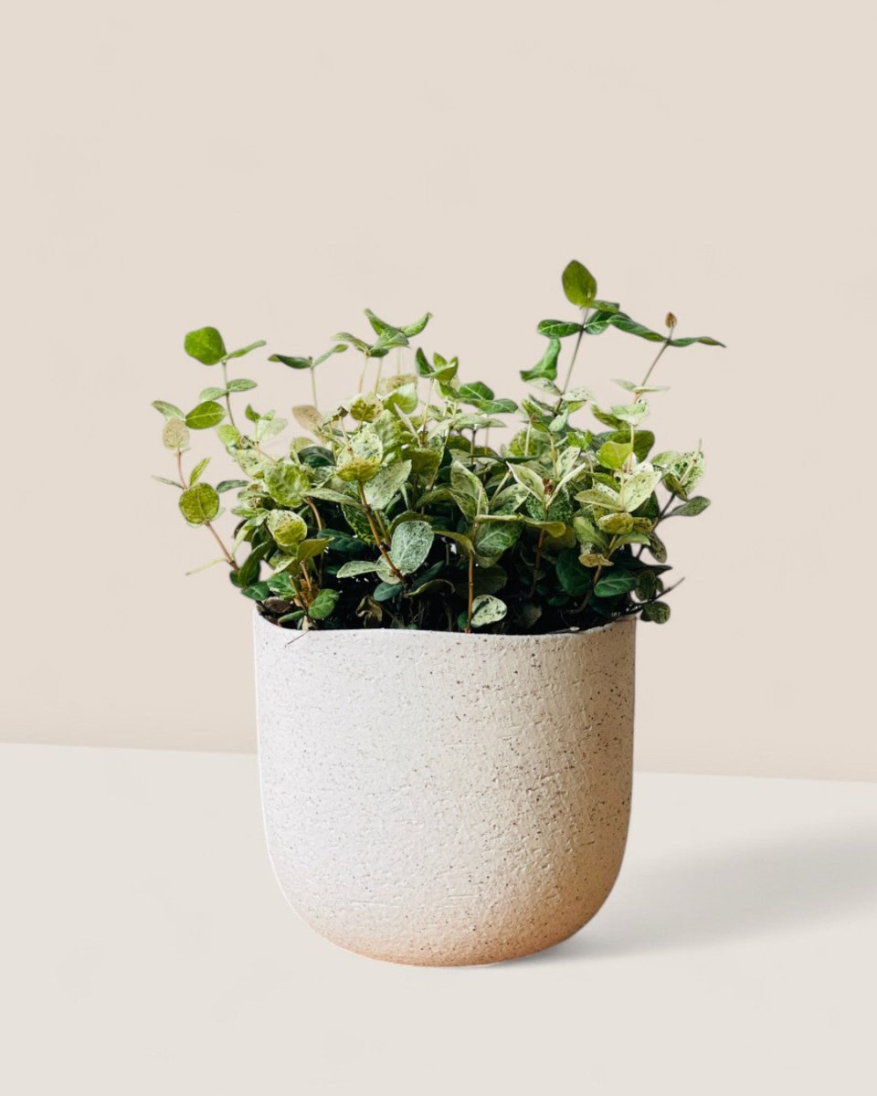 Small Octavia Planter - Buy Pots Online | Tumbleweed Plants