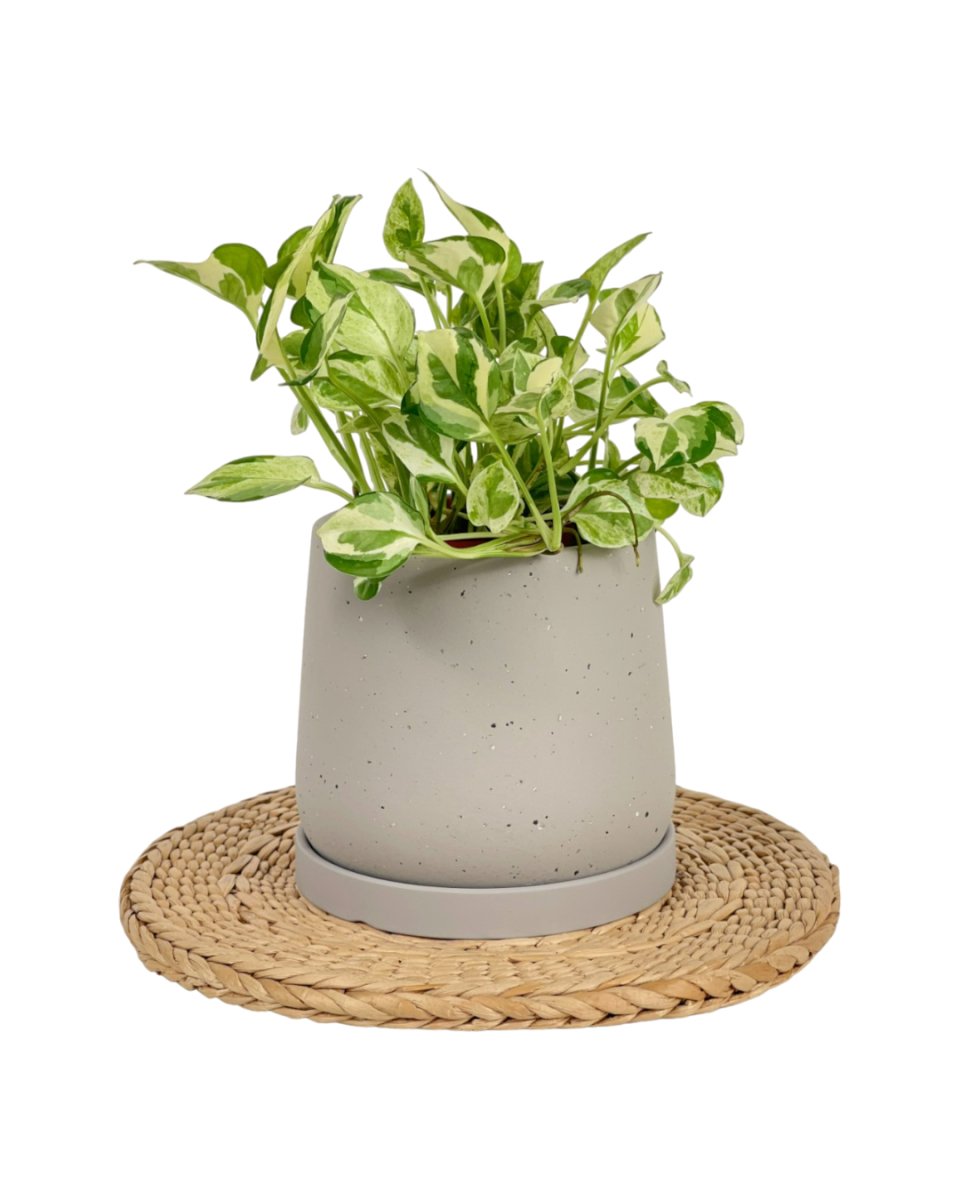 Tulip Terracotta - Small - Tumbleweed Plants
