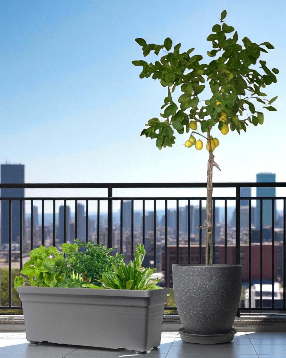 Sun Lovers Plant Bundle | Full Sun Indoor Plants Set
