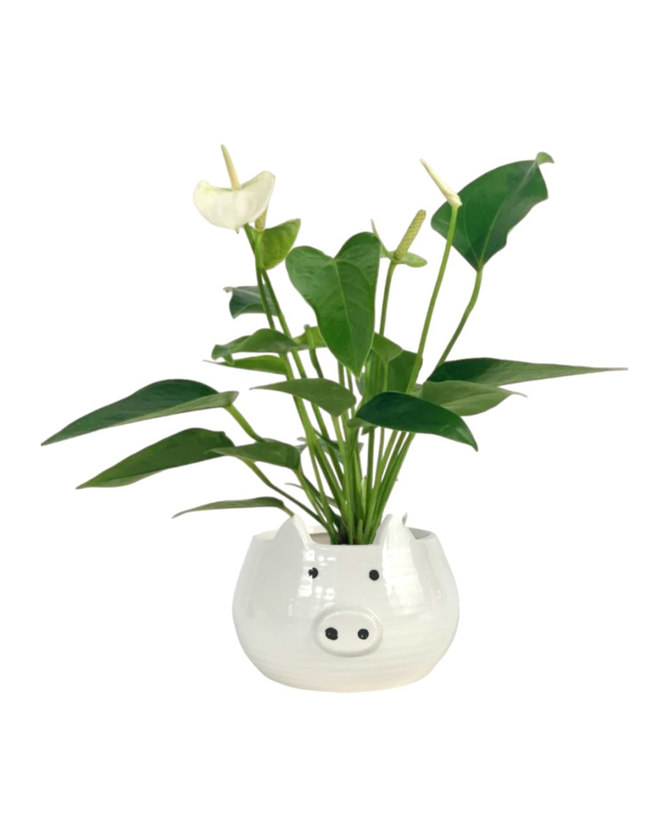 Anthurium Mini White - Premium Potted Bloom | Tumbleweed Plants