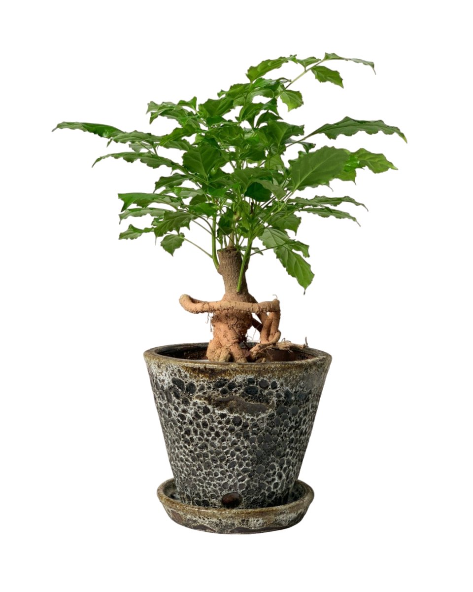 Baby China Doll Bonsai - Tumbleweed Plants